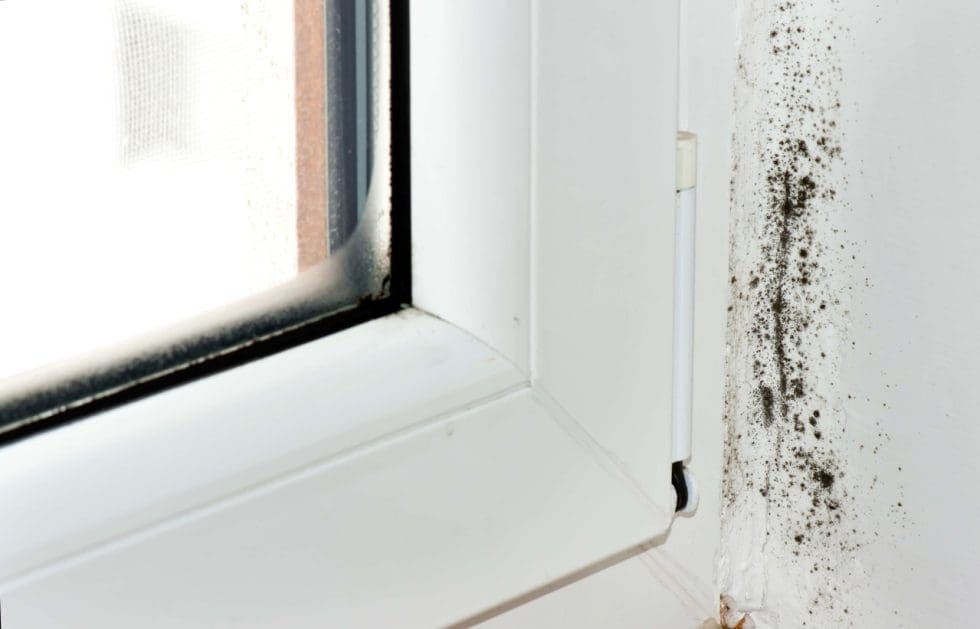 Prevent Mold Growth: Essential Humidity Control for Homeowners